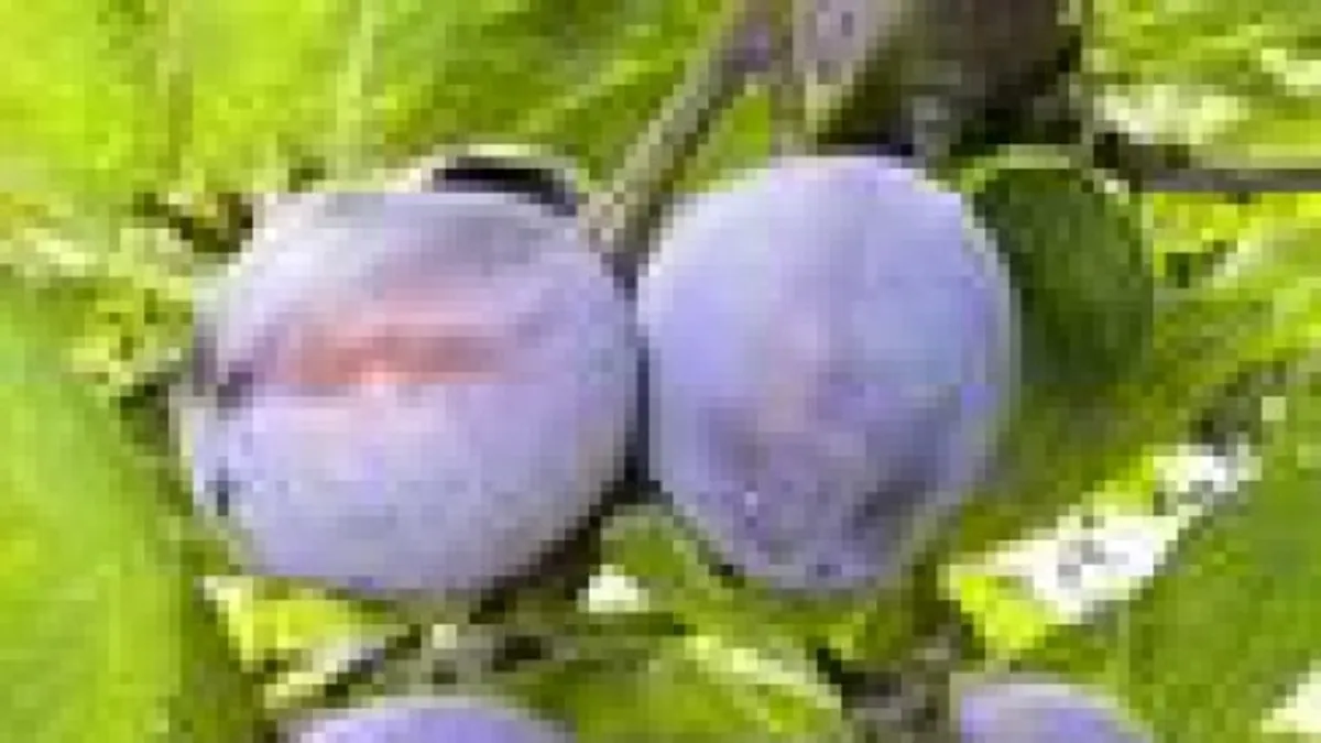 A szilva | Mindmegette.hu