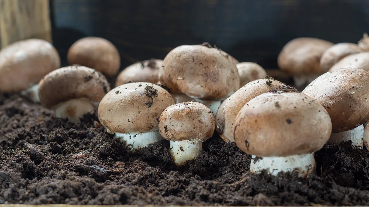 Így termessz te is gombát otthon | Mindmegette.hu