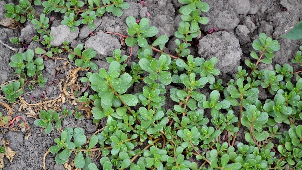 Kövér porcsin, a kincset érő gyógynövény | Mindmegette.hu