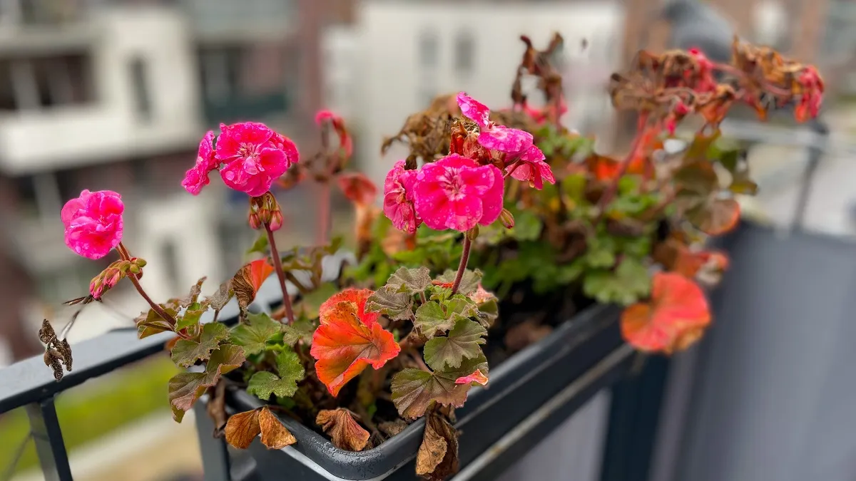 Muskátli teleltetése a lépcsőházban | Mindmegette.hu