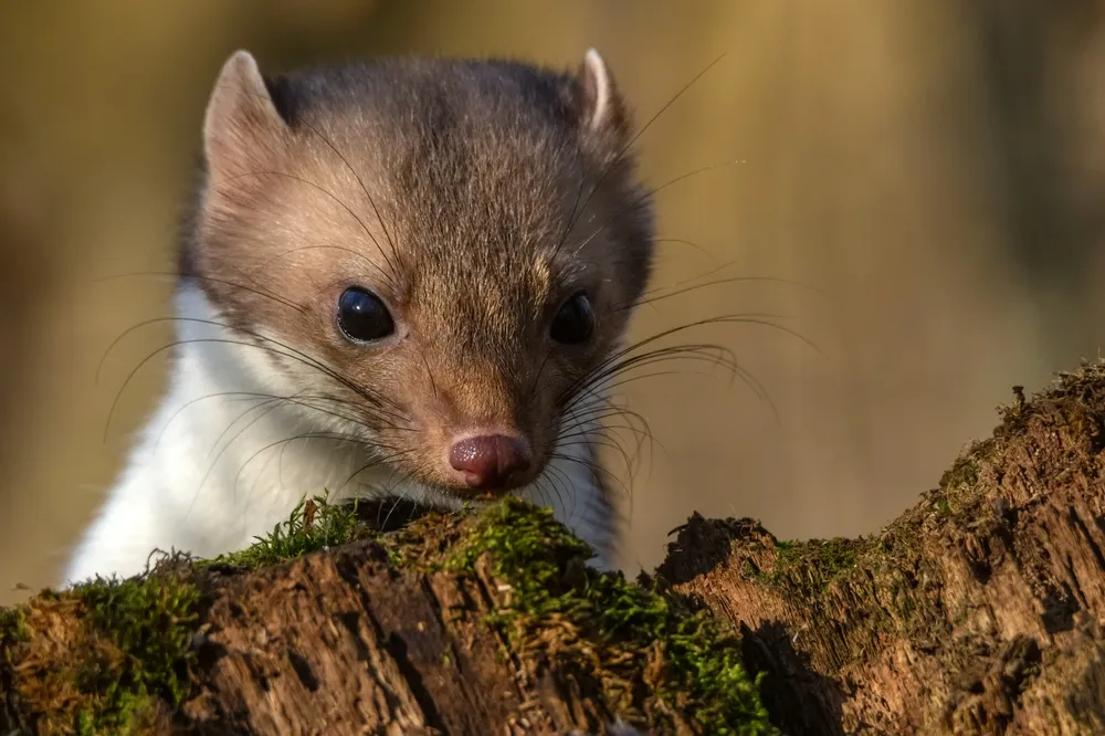 Tippek, praktikák - így űzd ki a nyestet az otthonodból! | Mindmegette.hu