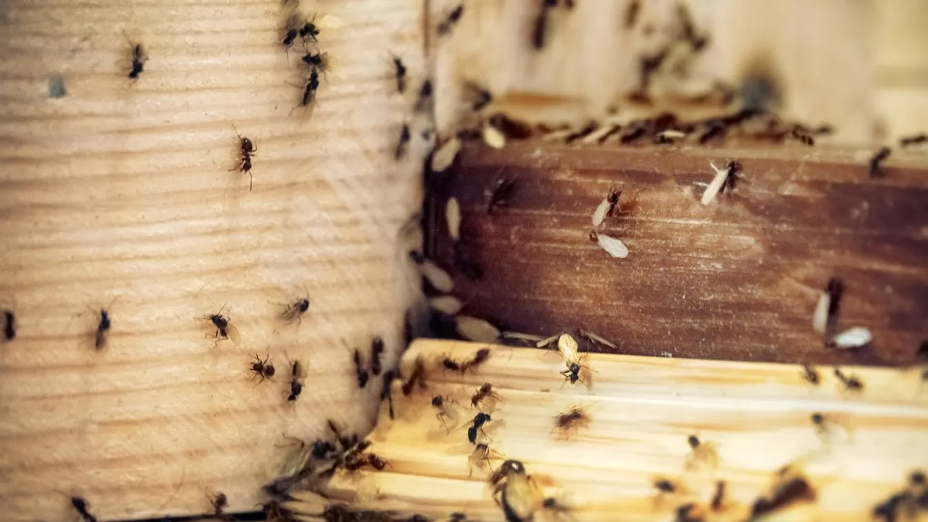 Szárnyas hangyák a lakásban: ez a megoldás ellenük | Mindmegette.hu