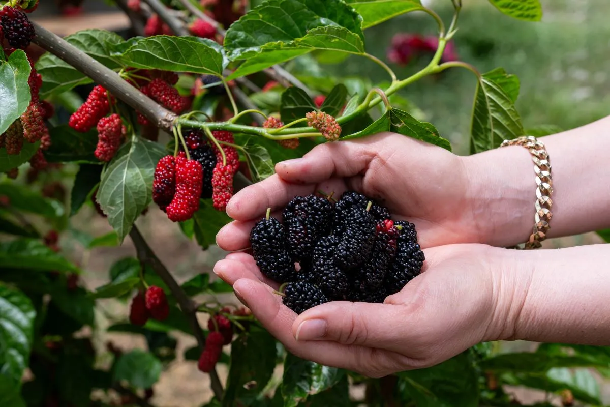 Faeper: a kert elfeledett kincse, ami egészséget ad | Mindmegette.hu